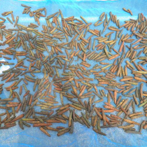 Long Pepper Pearls | Ethic & chic